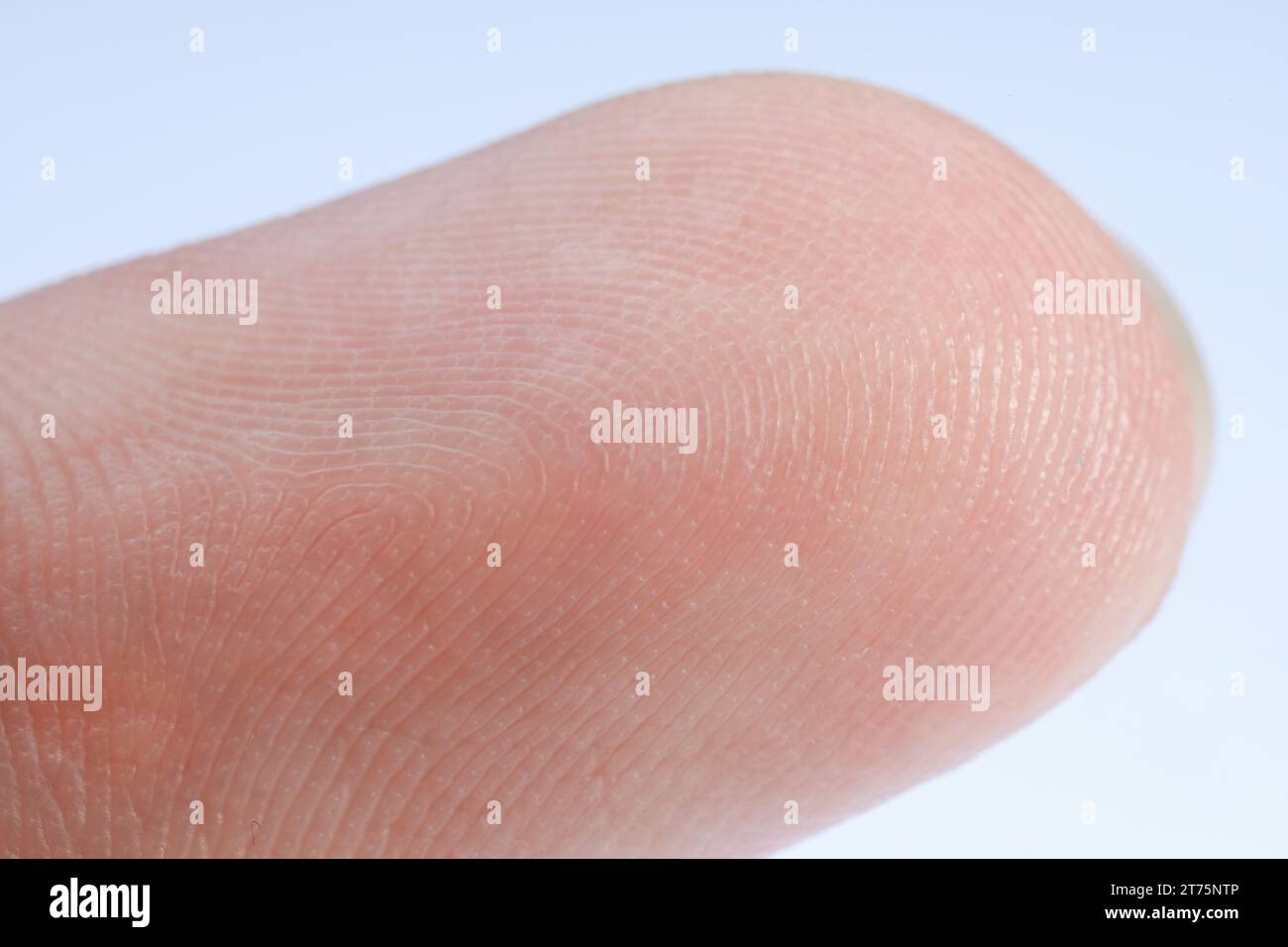 Finger with friction ridges on light blue background, macro view Stock ...