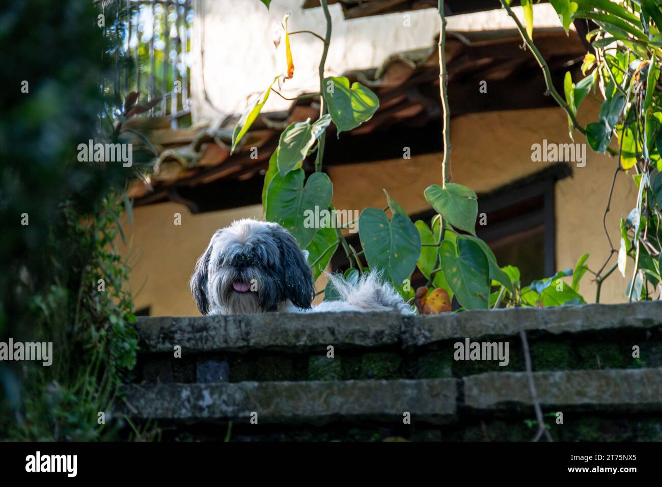 Breed canine disheveled dog fur hi-res stock photography and images - Alamy
