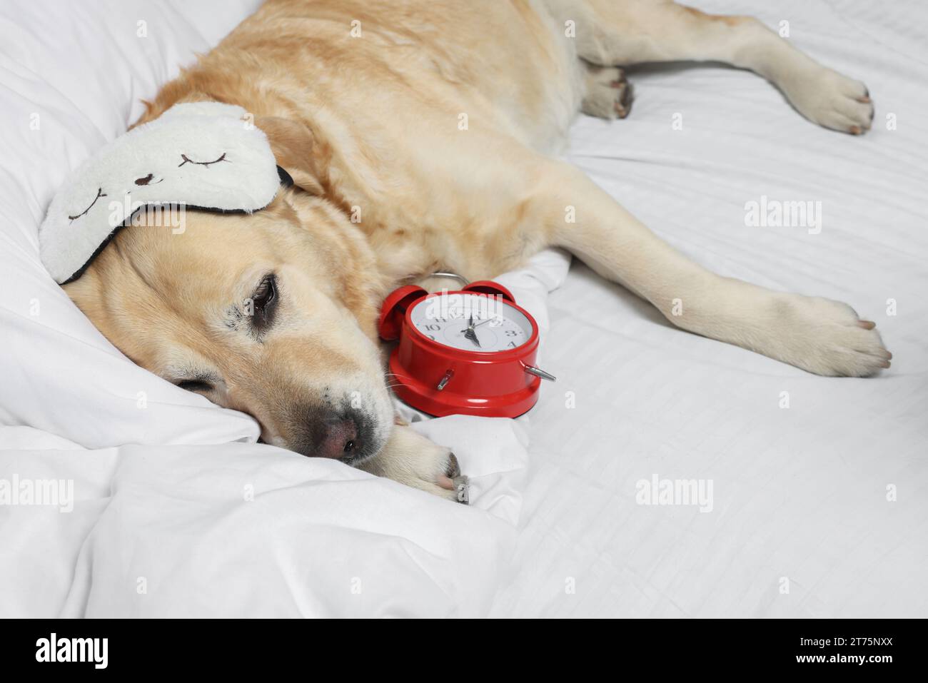 Cute Labrador Retriever with sleep mask and alarm clock resting on bed ...