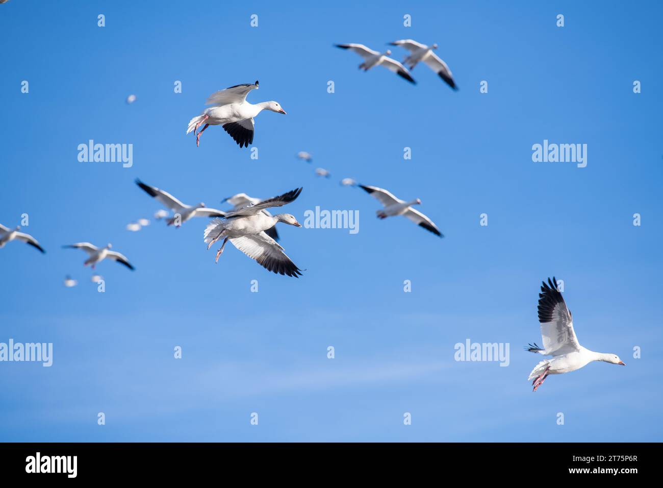 Close-up of Snow Geese in flight, flock of geese flying across a blue ...