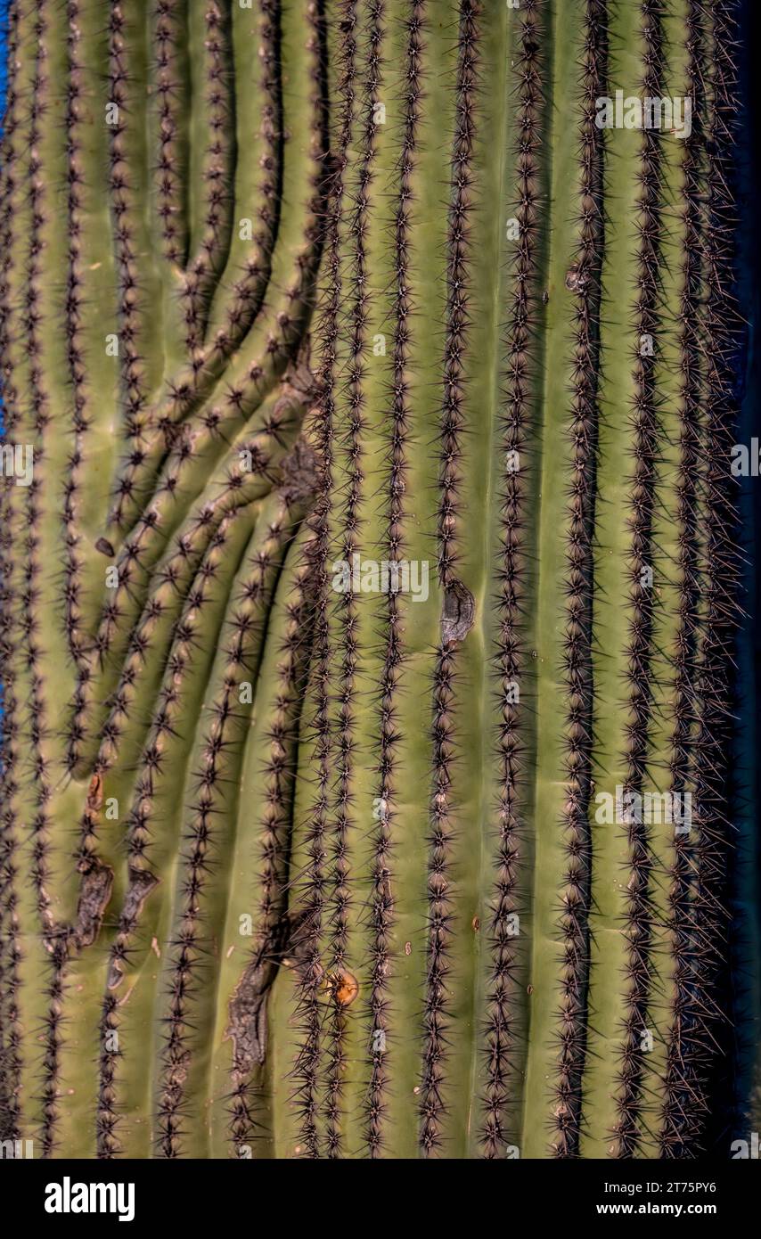 Texture of Saguaro Cactus in Sonoran Desert Stock Photo - Alamy