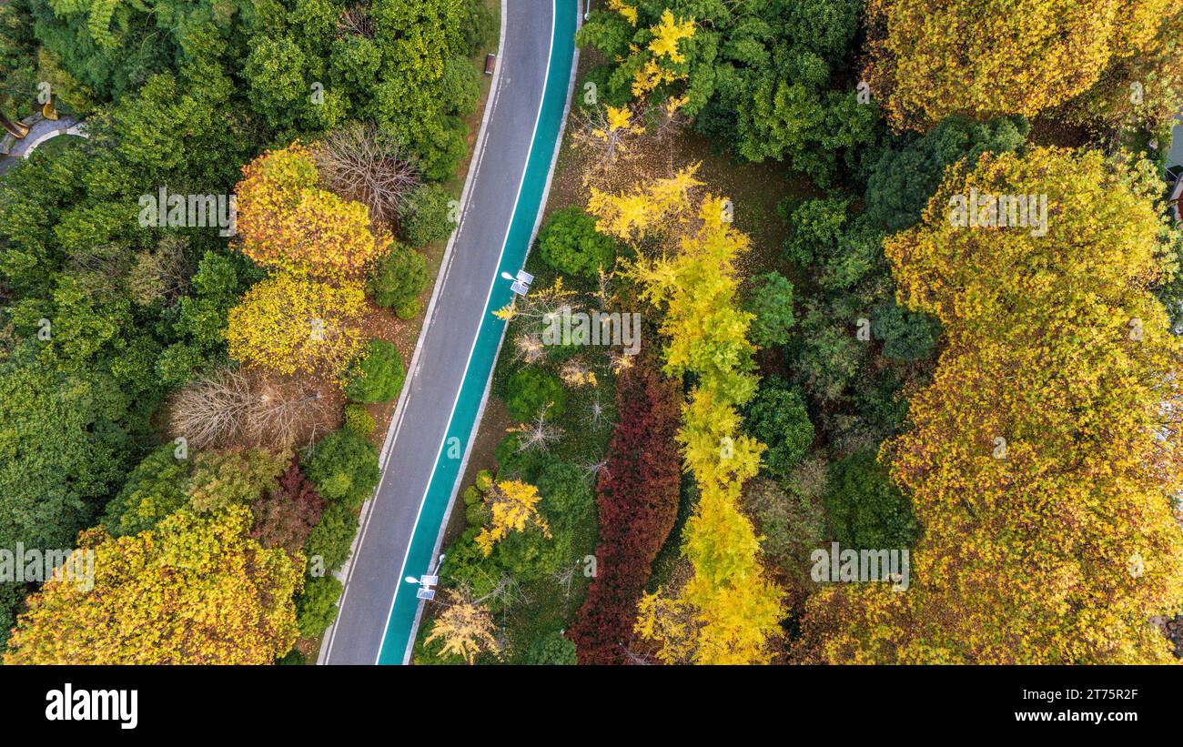 Guiyang forest hi-res stock photography and images - Alamy