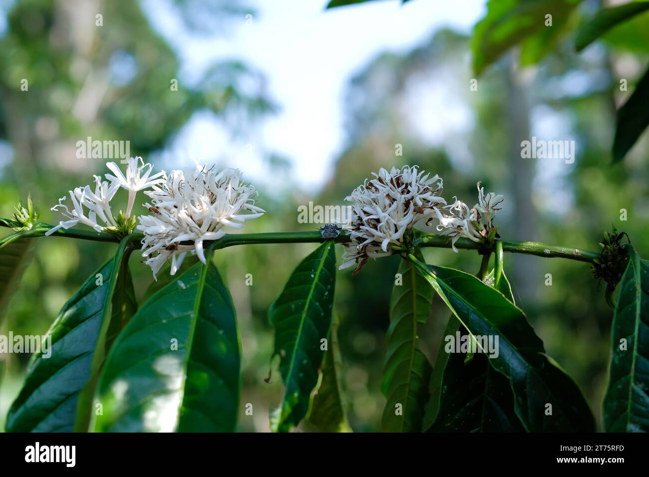 Coffee flowers blooming on a branch in a coffee plantation Stock Photo ...