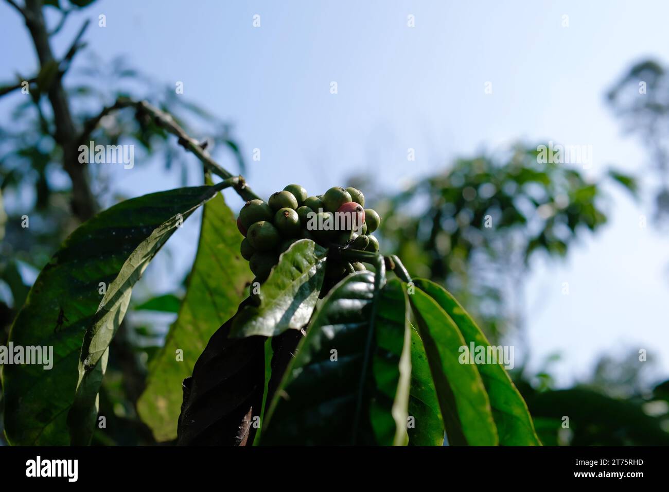 Coffee beans hanging on a branch in the plantation, Coffee cherries are ...