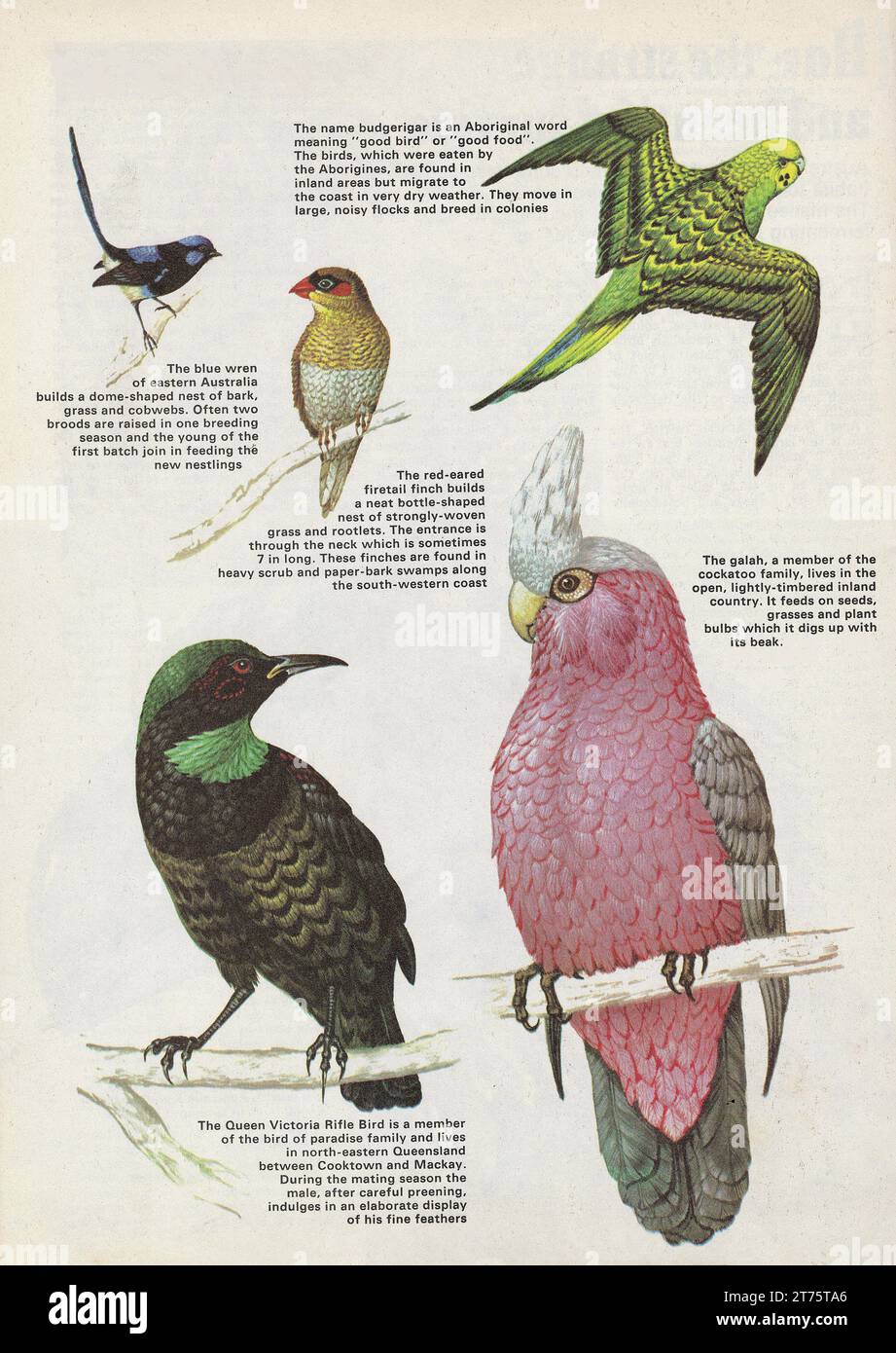 EARLY ARTWORK (ARTIST UNKNOWN) OF AUSTRALIAN BIRDS (BLUE WREN ...