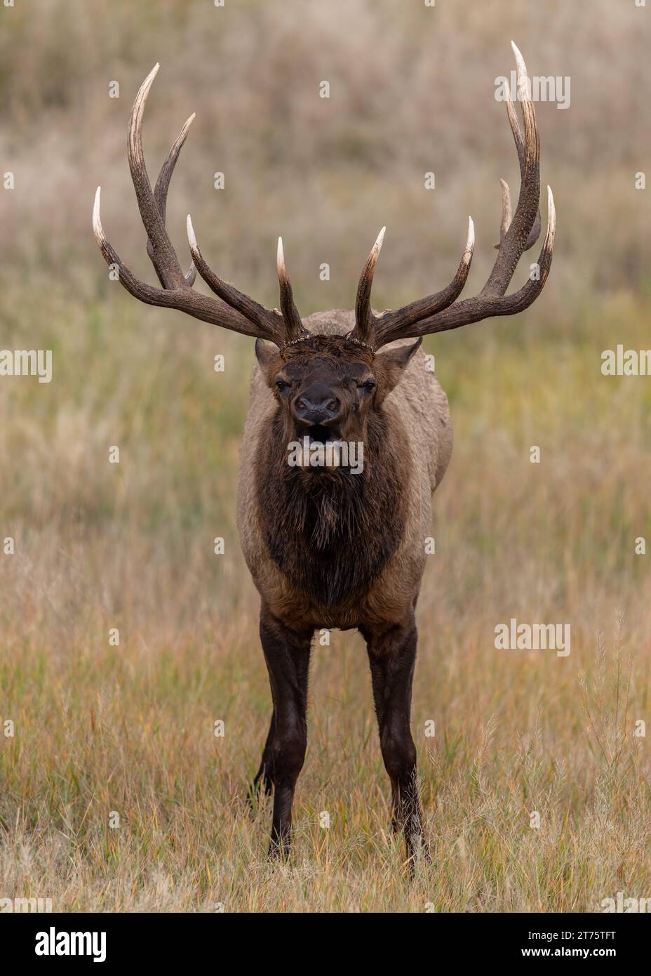Elk rut in the Canadian Rockies Stock Photo - Alamy