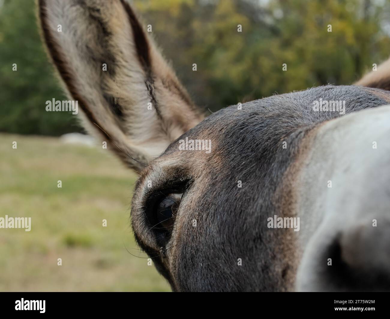 Extreme close-up of part of the right side of a donkey's face while it ...