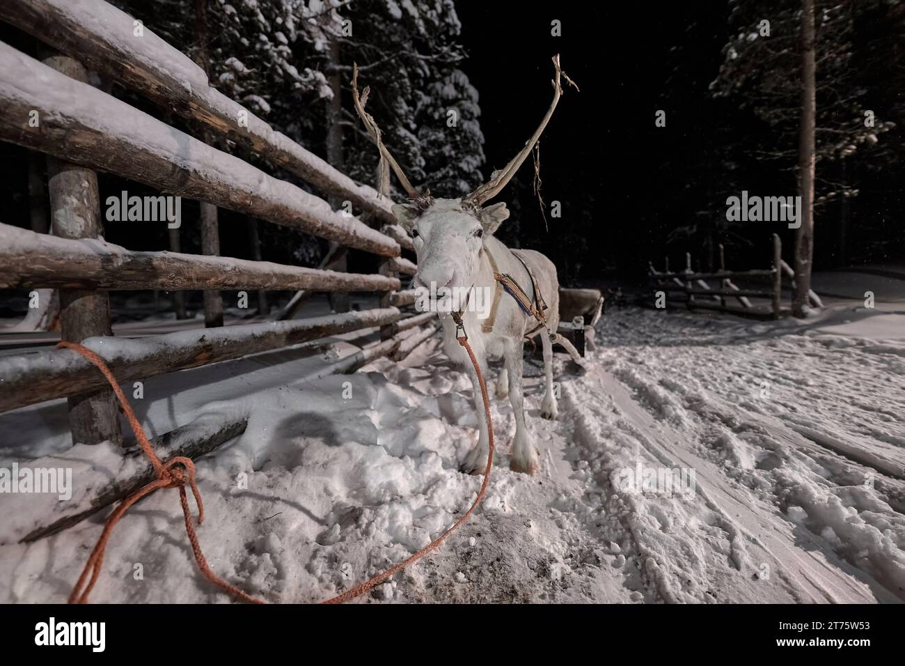 Reindeer sled ride in winter arctic forest Stock Photo - Alamy