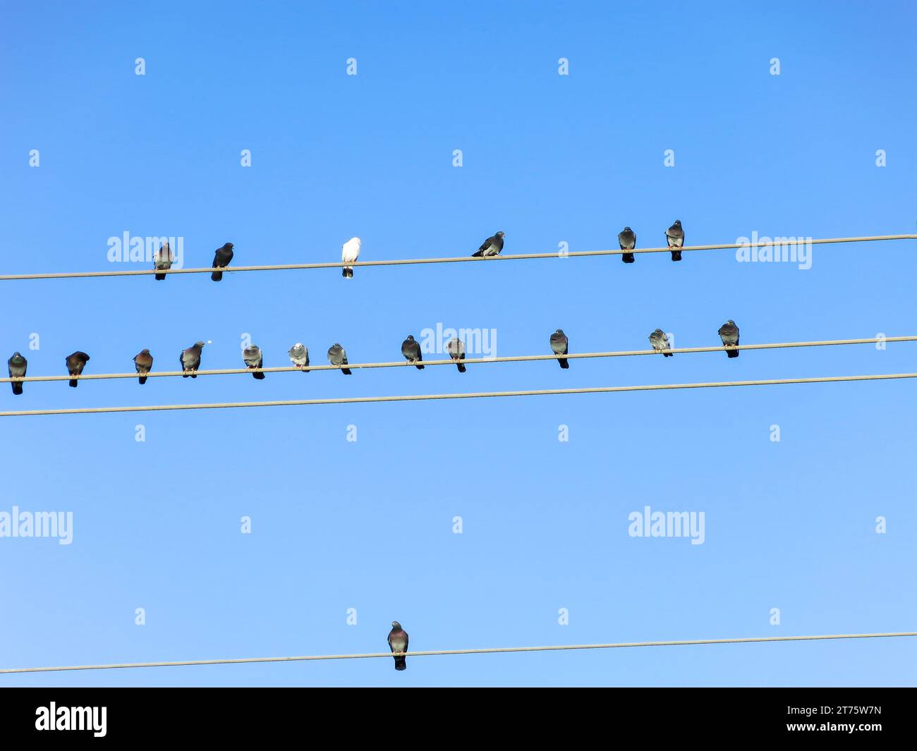 White multiple parallel lines hi-res stock photography and images - Alamy