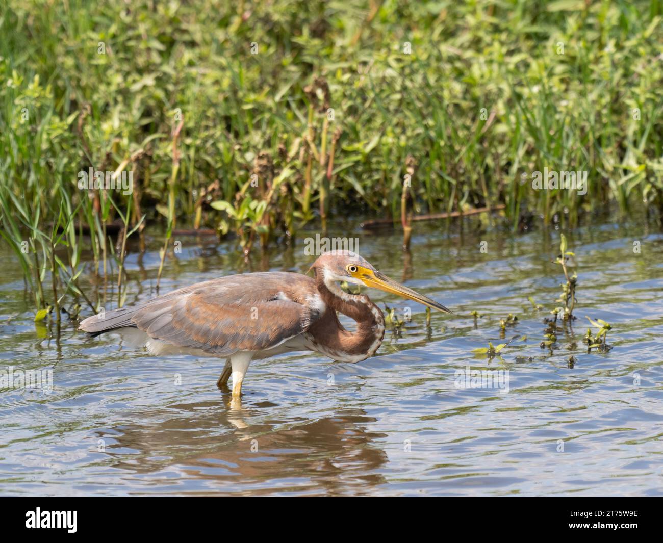 Sunlit tricolored heron, hunting in crouched position in shallow water ...