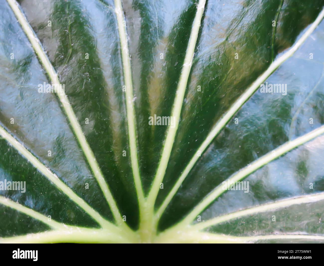 Close Up of Leaf with Detailed Vein Structure Stock Photo - Alamy