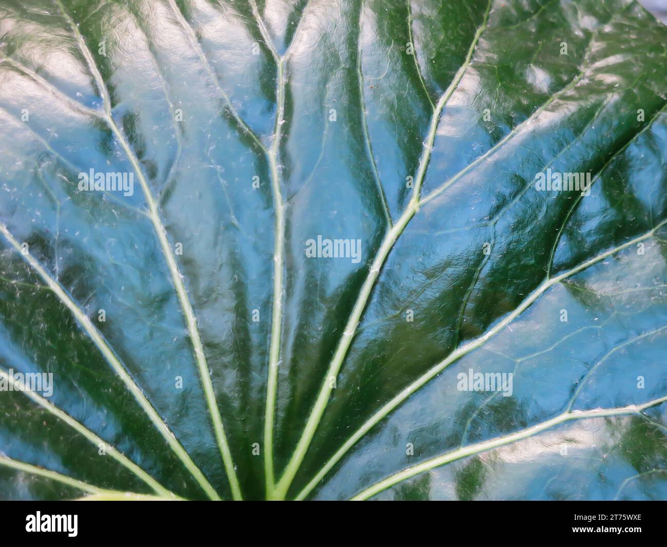 Simple botanical leaf pattern hi-res stock photography and images - Alamy