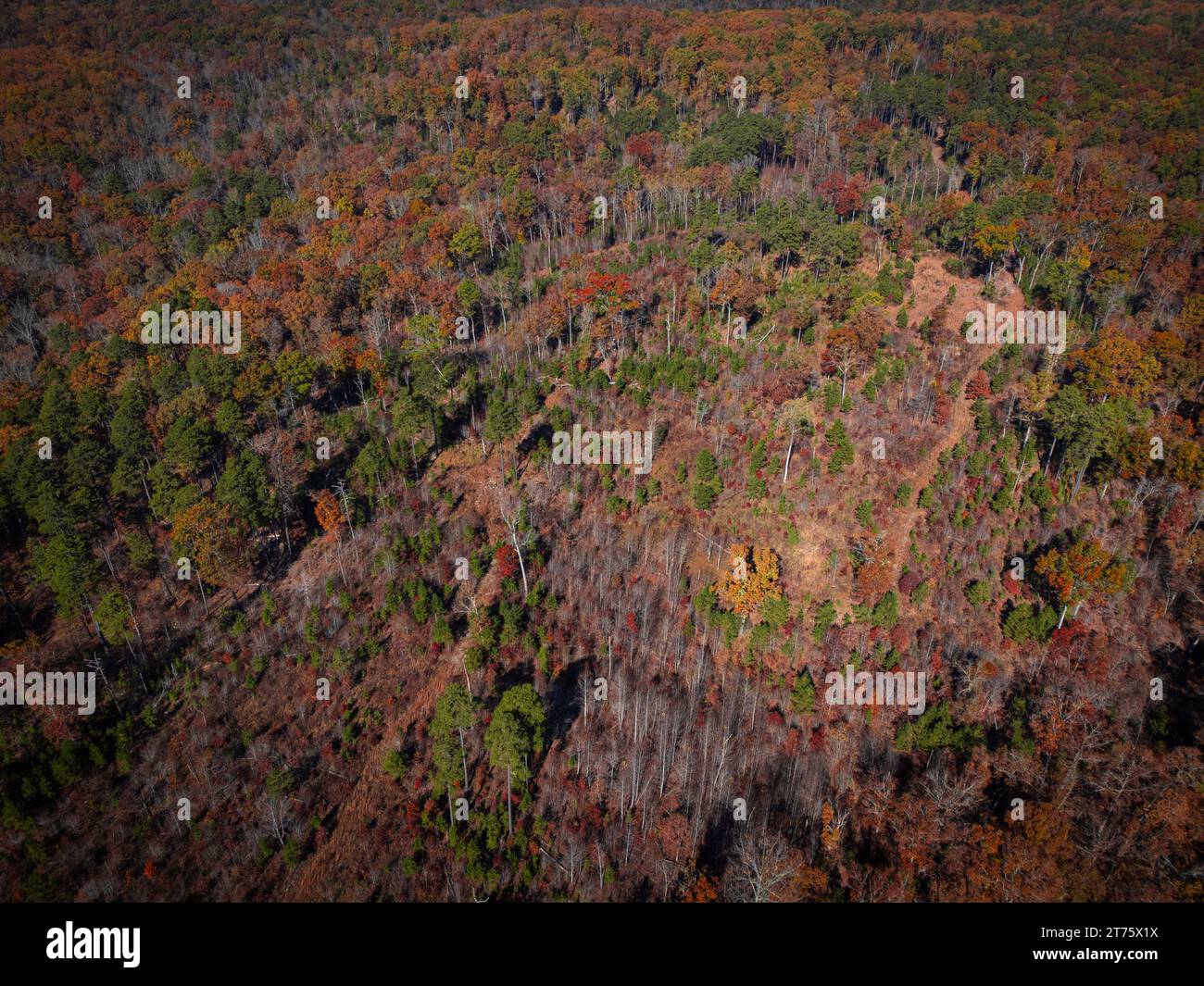 Drone view of autmnal foliage and woods and hillside Stock Photo - Alamy