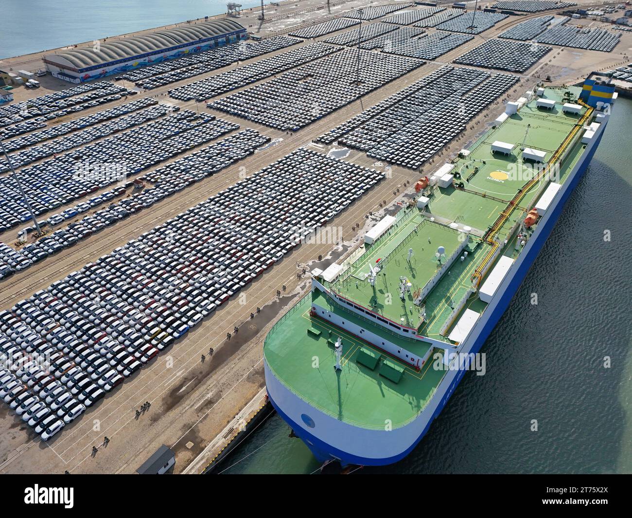 Yantai, China. 14th Nov, 2023. YANTAI, CHINA - NOVEMBER 13, 2023 - A large number of Chinese ...