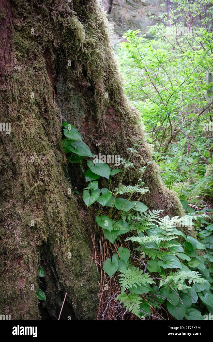Aging tree stump covered withh moss and vining plants Stock Photo - Alamy