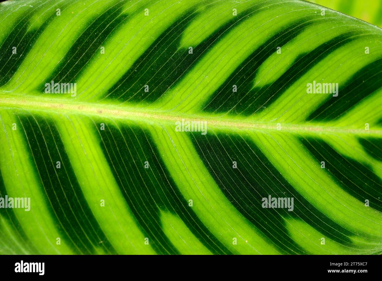 Zebra Plant (Calathea zebrina) leaf close up Stock Photo - Alamy