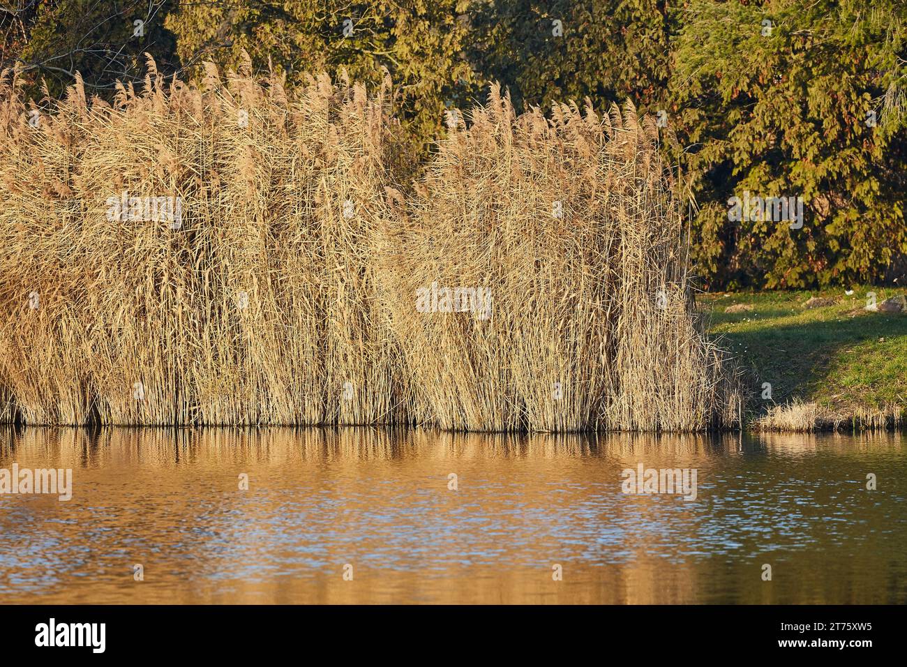 Lakeside autumn reed landscape Stock Photo - Alamy