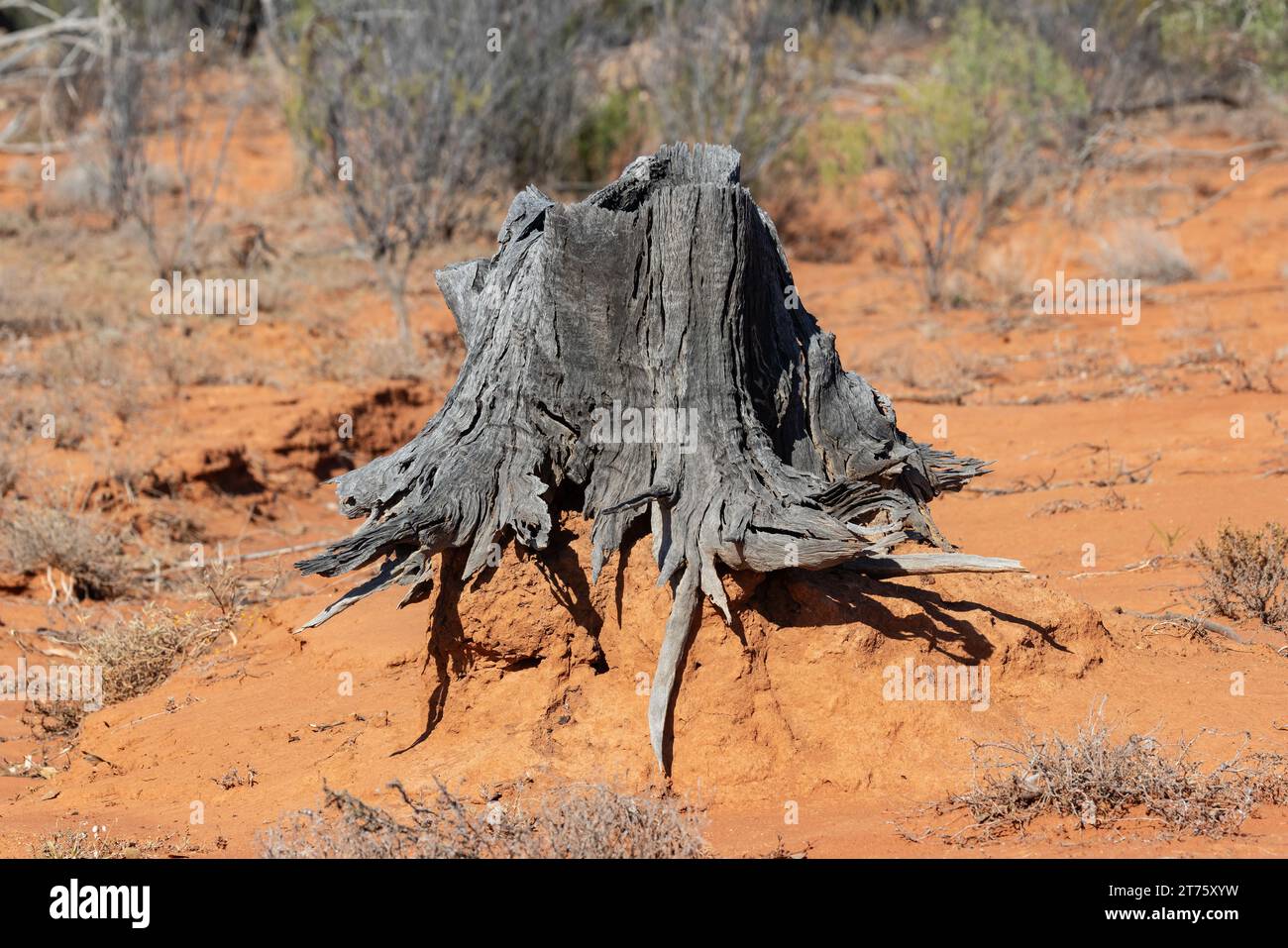 Tree stump on mound of earth where the surrounding ground has been ...