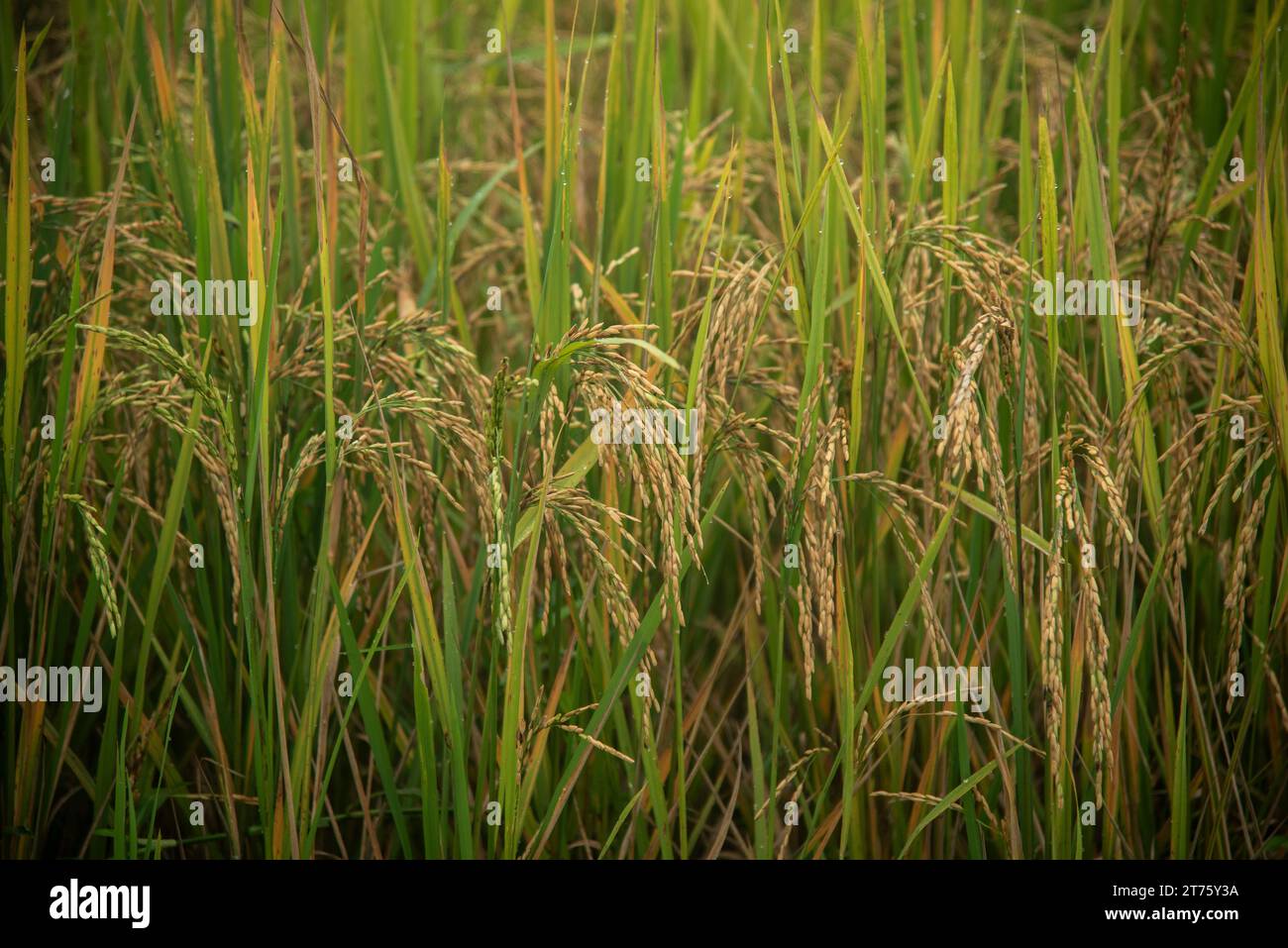 Close up rice grain in the rice field Stock Photo - Alamy