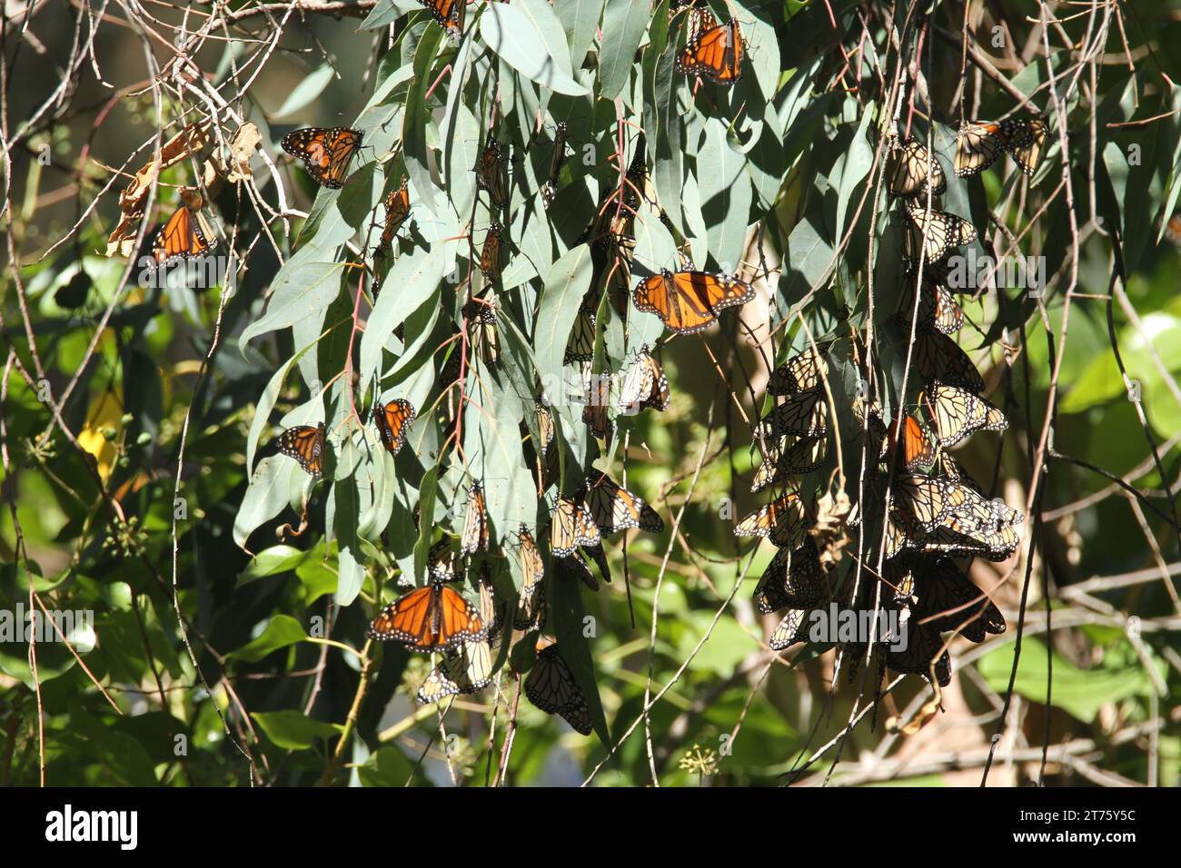 Butterfly migration in California. Migration from Mexico to Canada in ...