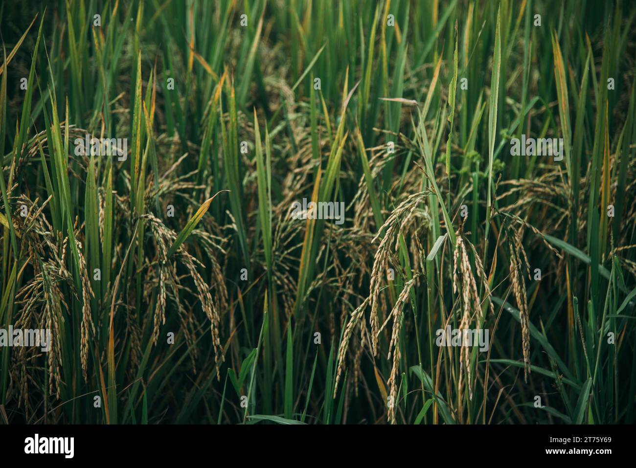 Close up rice grain in the rice field Stock Photo - Alamy