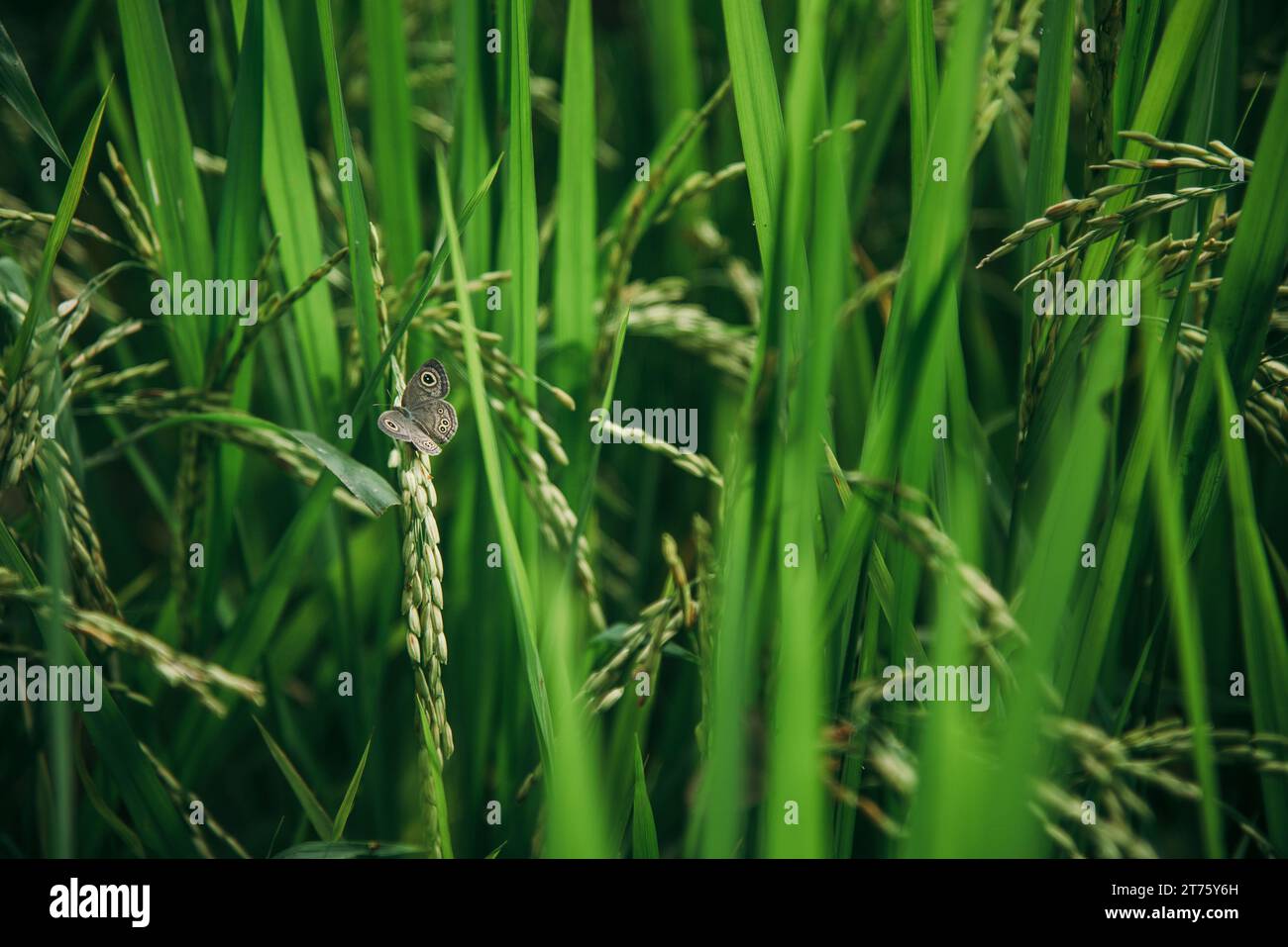 Green rice crops in growth hi-res stock photography and images - Alamy