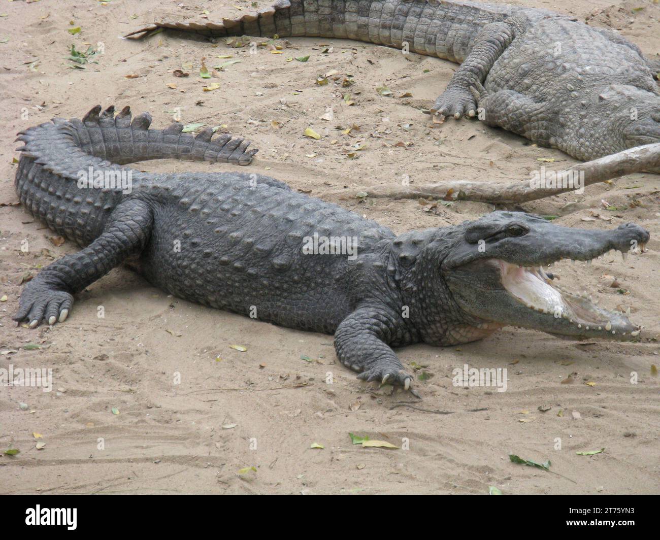 Large adult Crocodiles with its teeth visible lying on a sand Stock ...