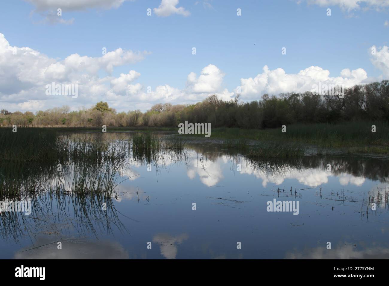 Bird Migration season in San Joaquin Wildlife Preserve California Stock ...