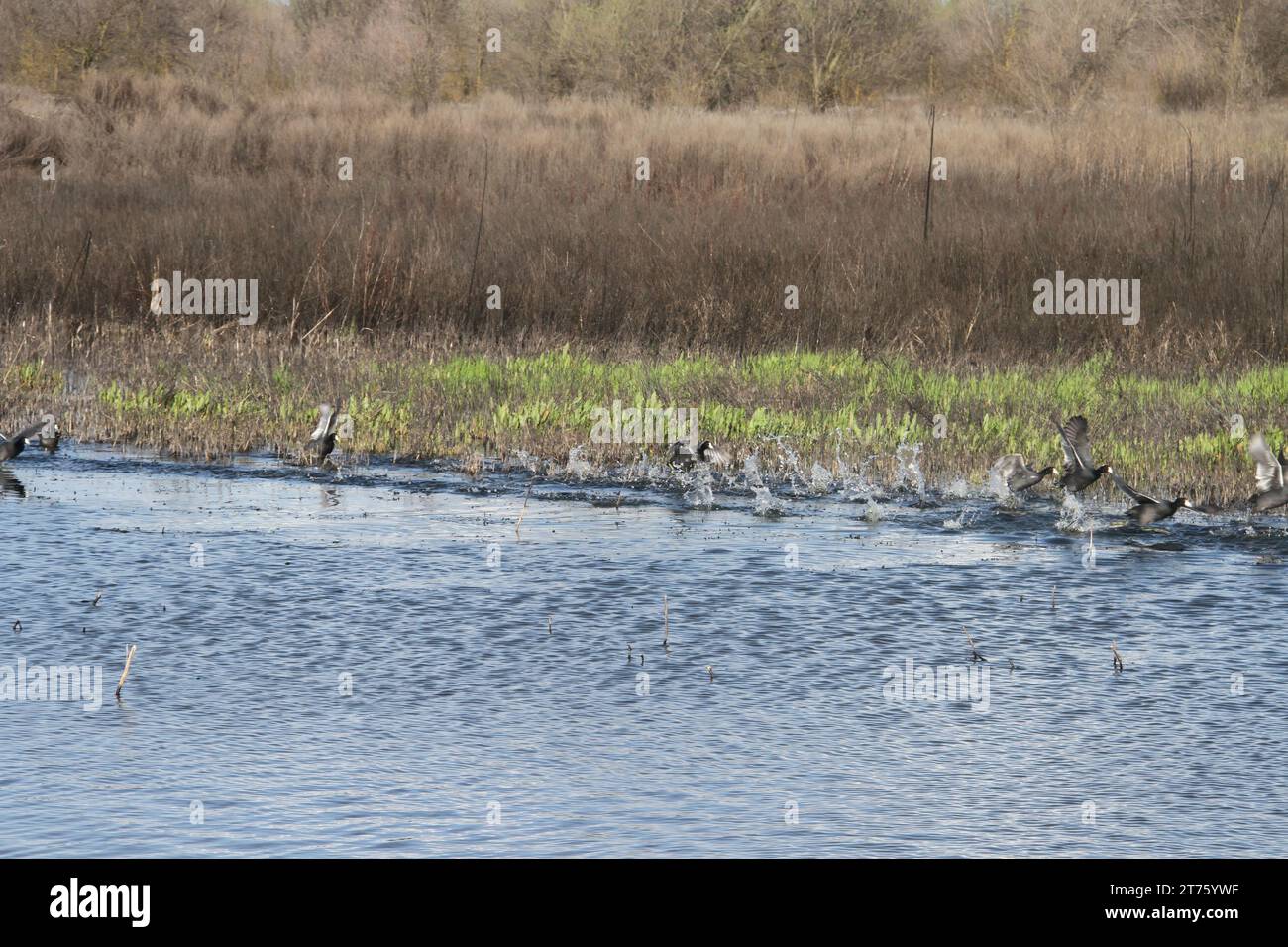 Bird Migration season in San Joaquin Wildlife Preserve California Stock ...