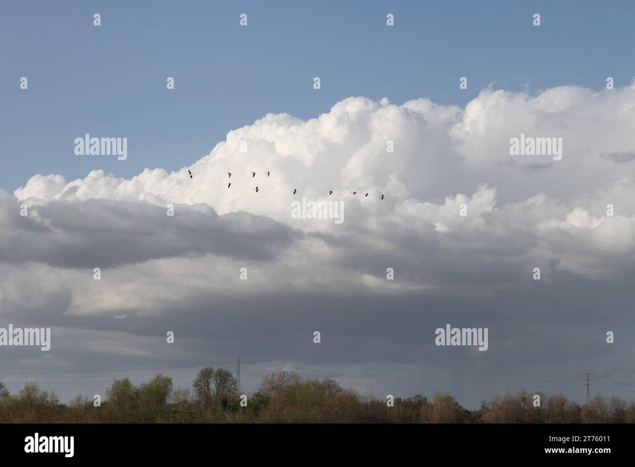 Bird Migration season in San Joaquin Wildlife Preserve California Stock ...