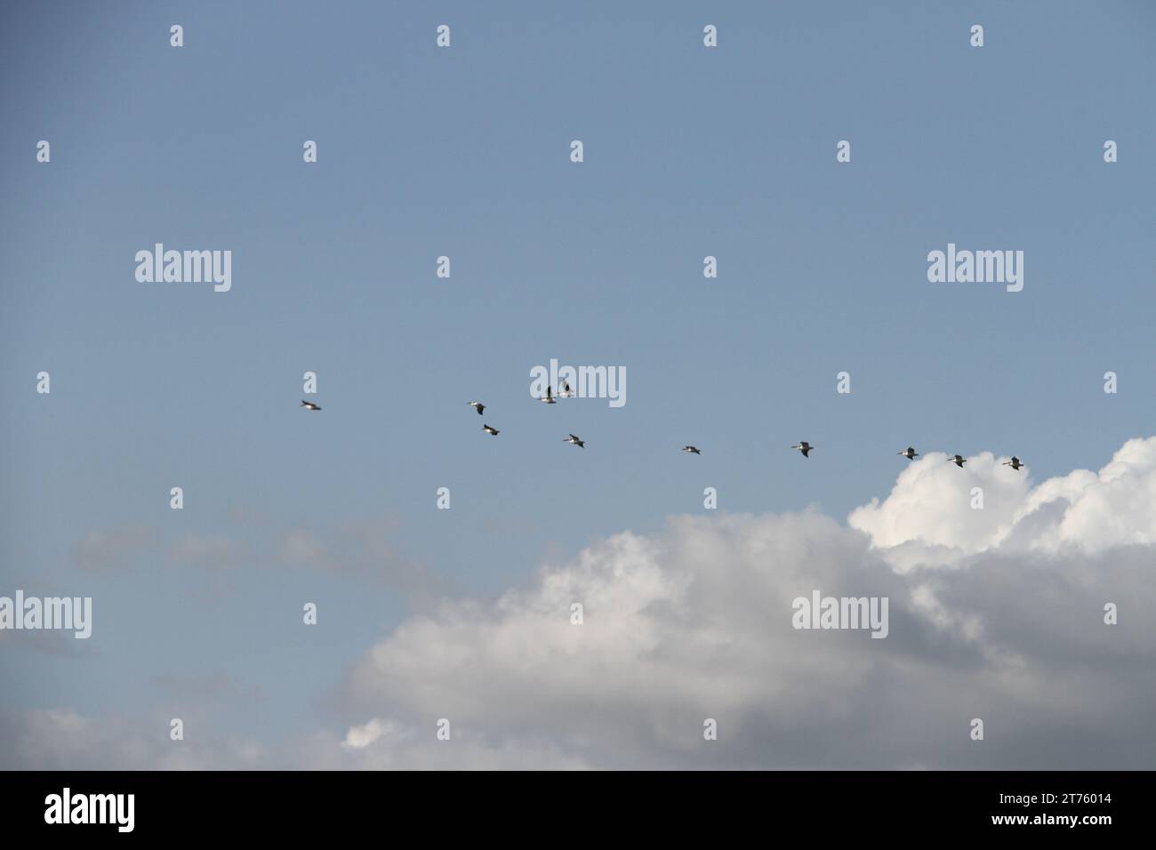 Bird Migration season in San Joaquin Wildlife Preserve California Stock ...