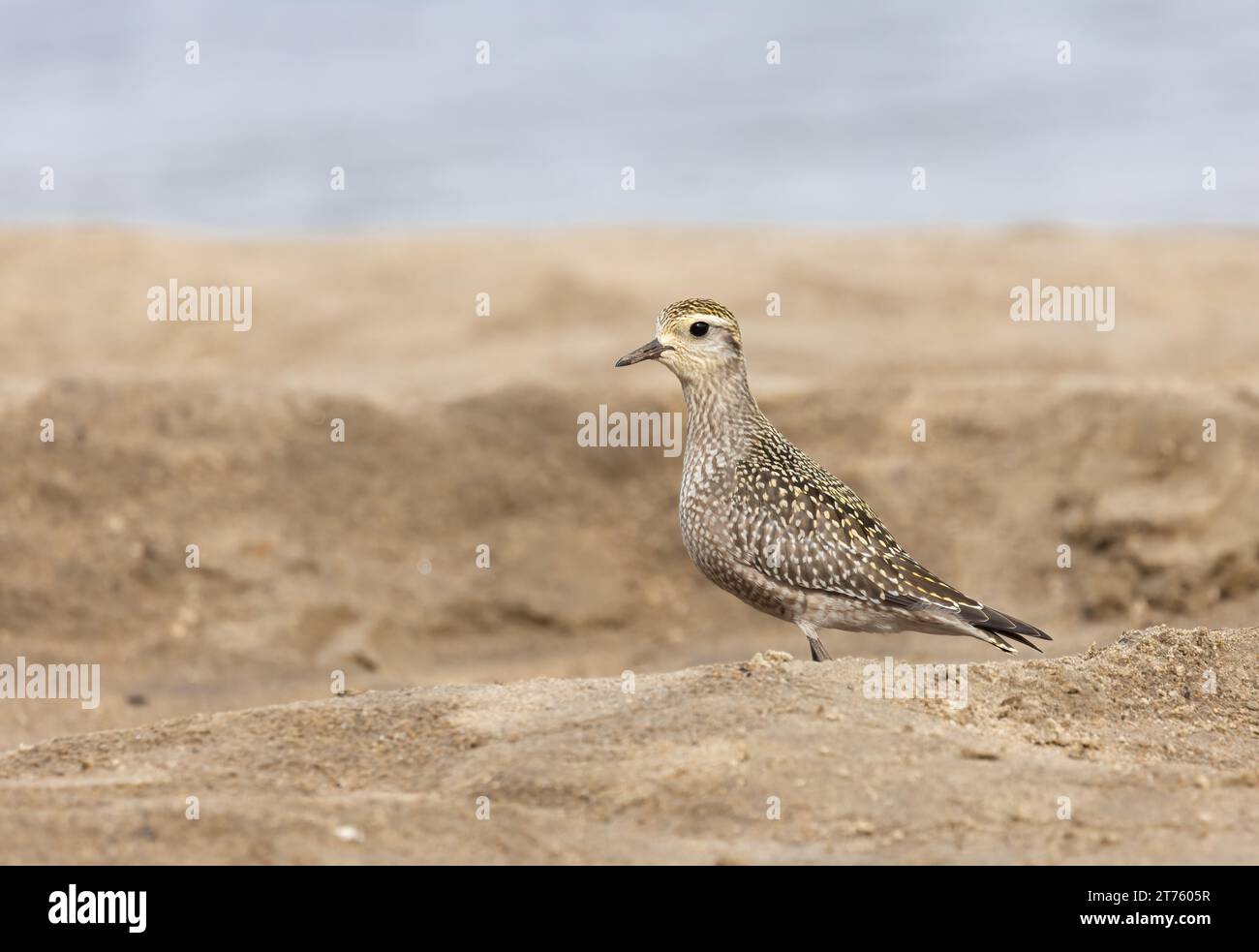 American Golden Plover shorebird on a sandy beach Stock Photo - Alamy