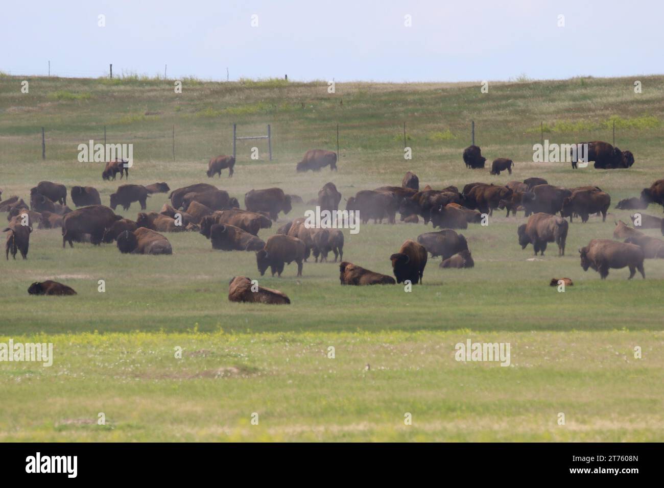 View of Bison in Badlands national park in South Dakota Stock Photo - Alamy