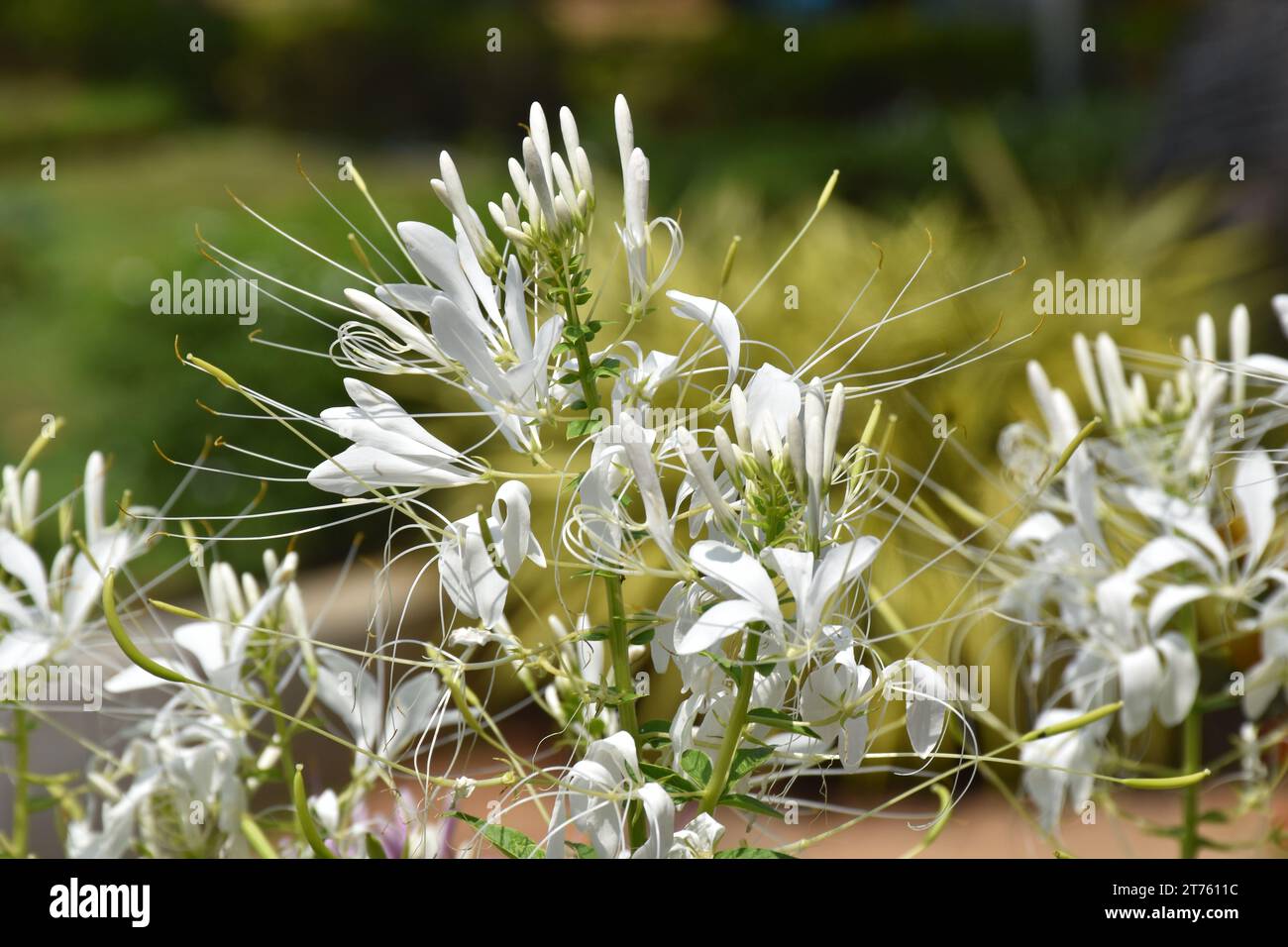 Violet and pink Spider Flower, spider plants, spider weed, bee plant in ...