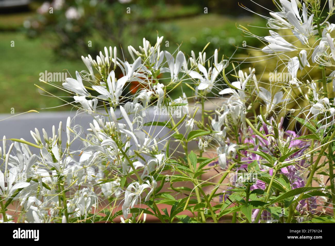 Violet and pink Spider Flower, spider plants, spider weed, bee plant in ...