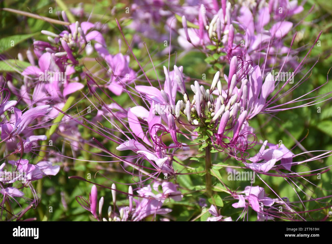 Violet and pink Spider Flower, spider plants, spider weed, bee plant in ...
