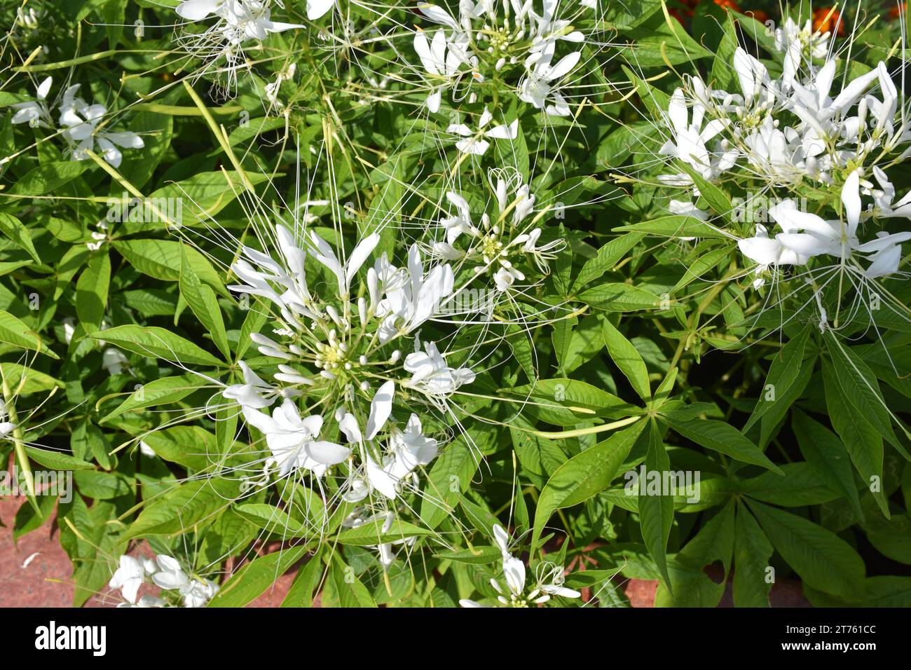 Violet and pink Spider Flower, spider plants, spider weed, bee plant in ...