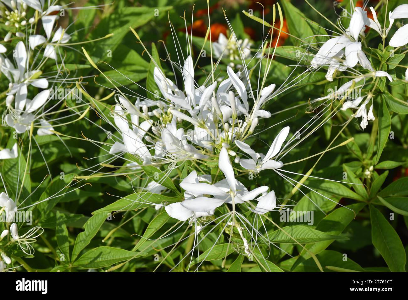 Violet and pink Spider Flower, spider plants, spider weed, bee plant in ...