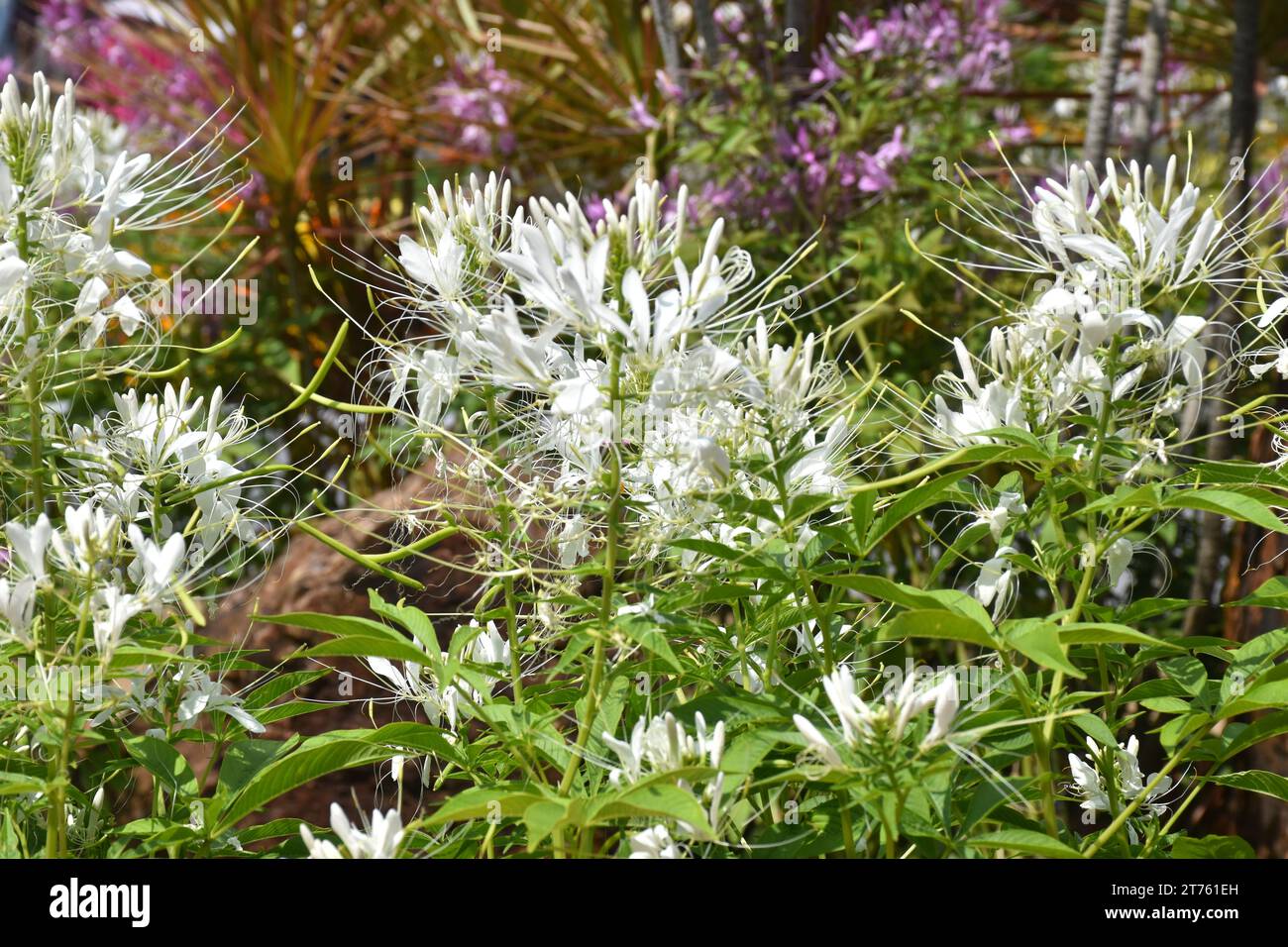 Violet and pink Spider Flower, spider plants, spider weed, bee plant in ...