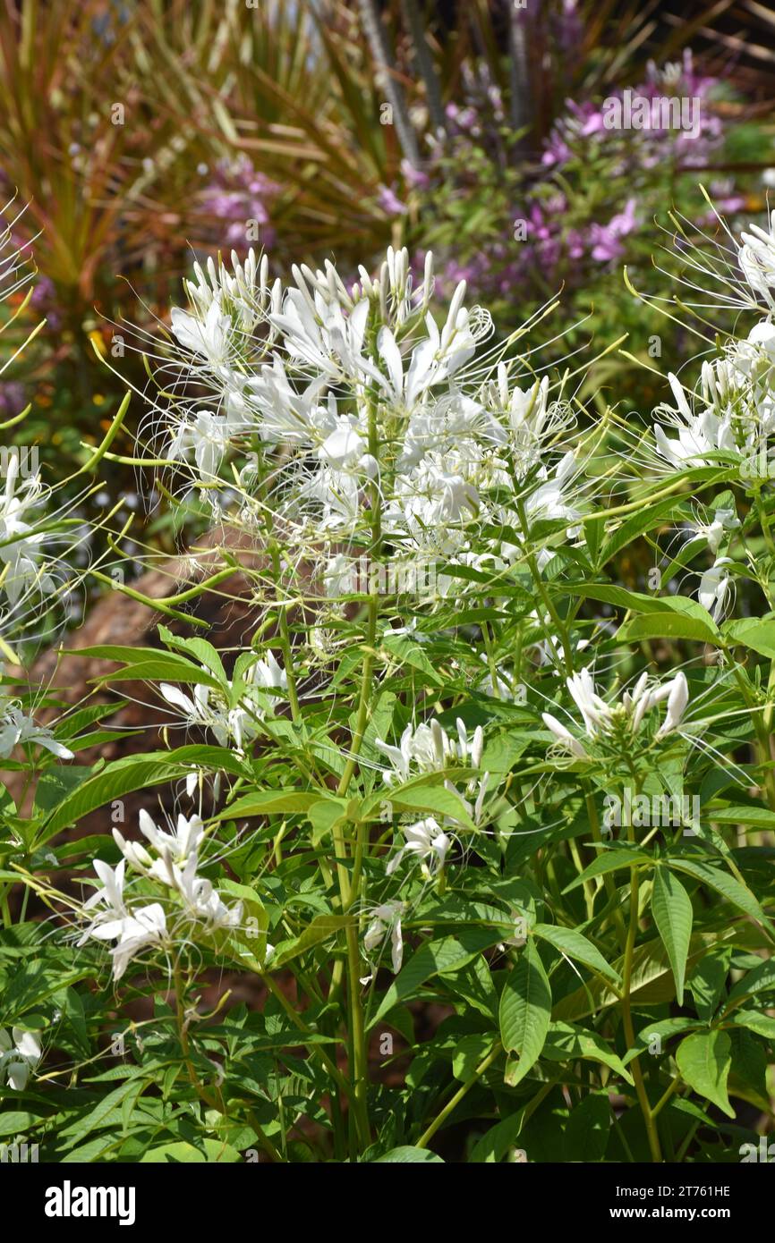 Violet and pink Spider Flower, spider plants, spider weed, bee plant in ...