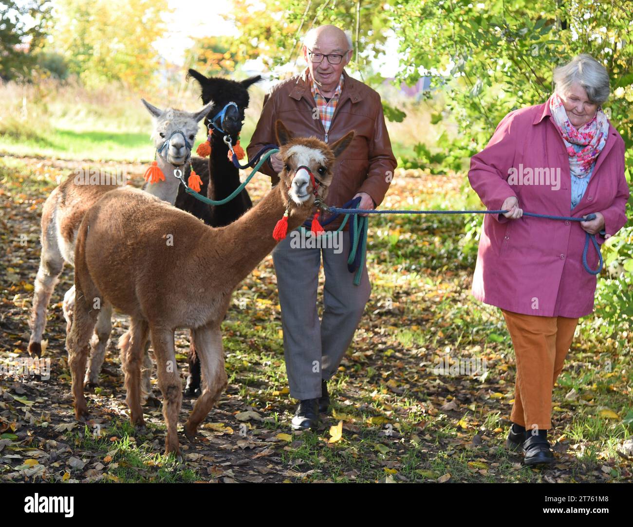 03 November 2023, Saxony, Delitzsch: 82-year-old Bernd Düsel and his ...
