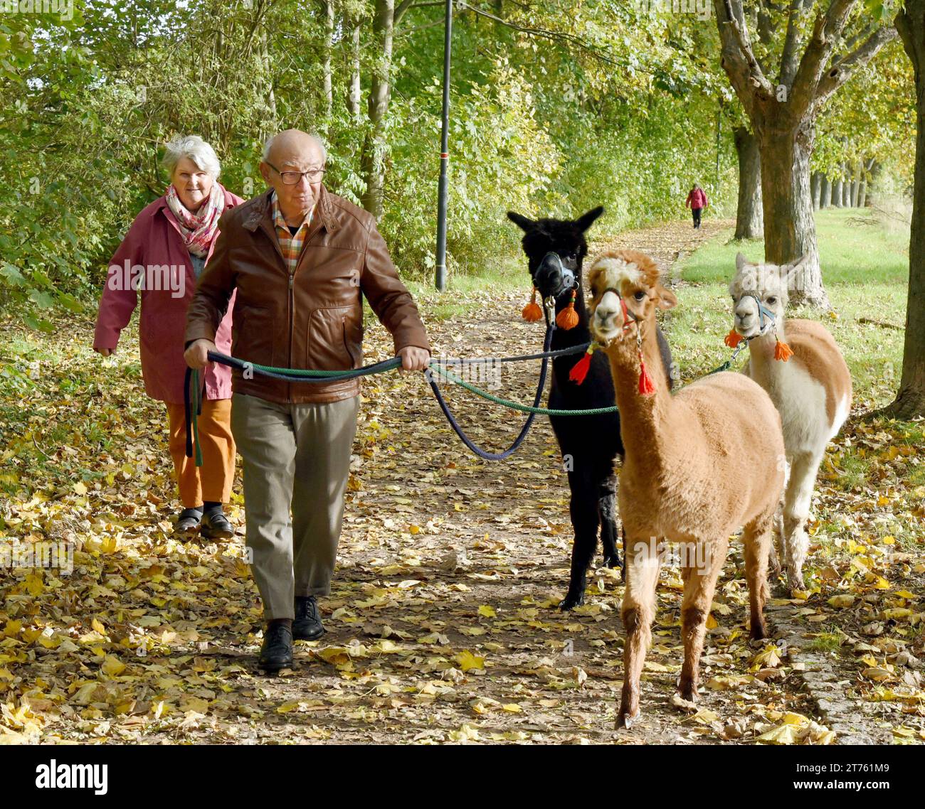 03 November 2023, Saxony, Delitzsch: 82-year-old Bernd Düsel and his ...