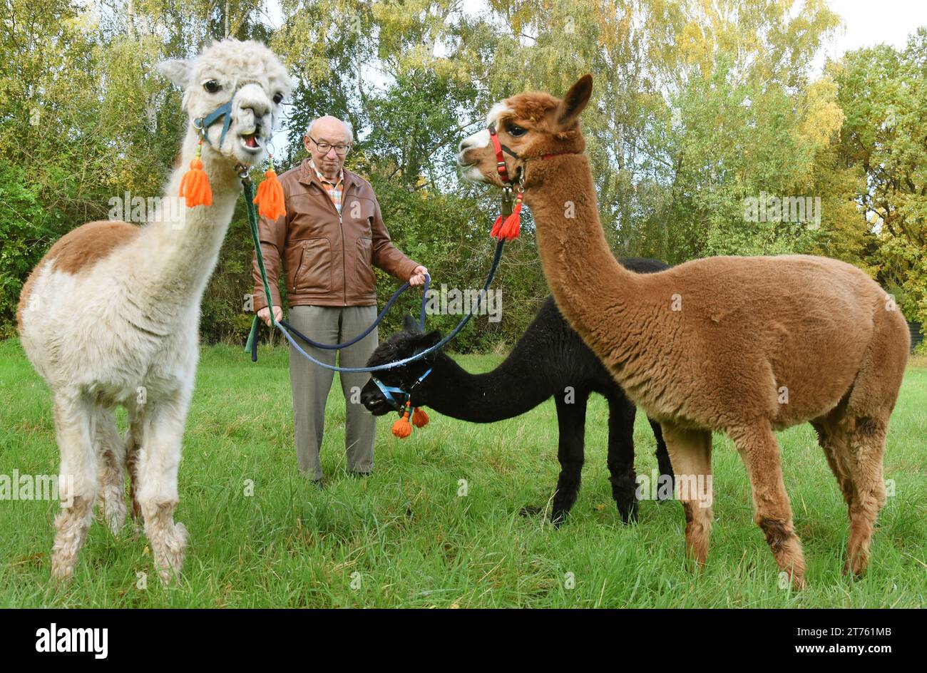 03 November 2023, Saxony, Delitzsch: 82-year-old Bernd Düsel takes the ...