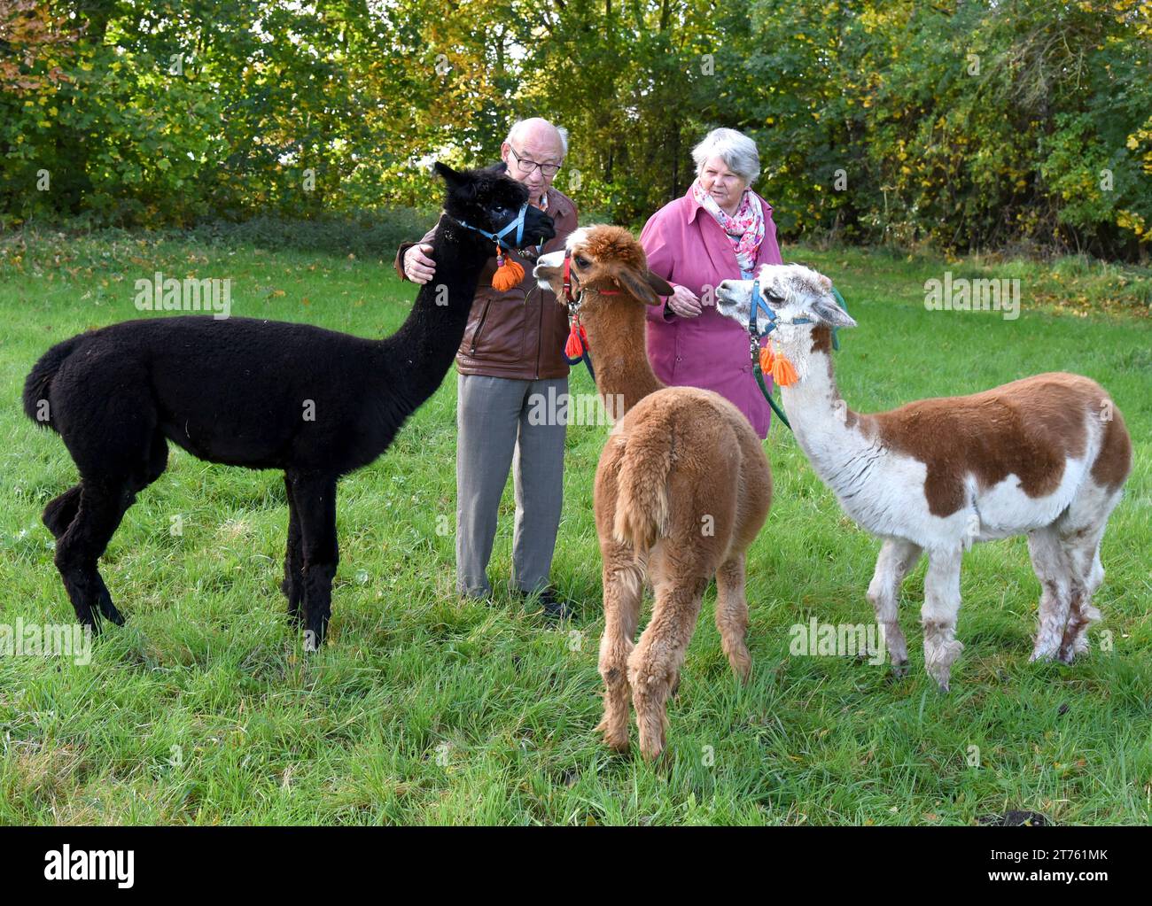 03 November 2023, Saxony, Delitzsch: 82-year-old Bernd Düsel and his ...