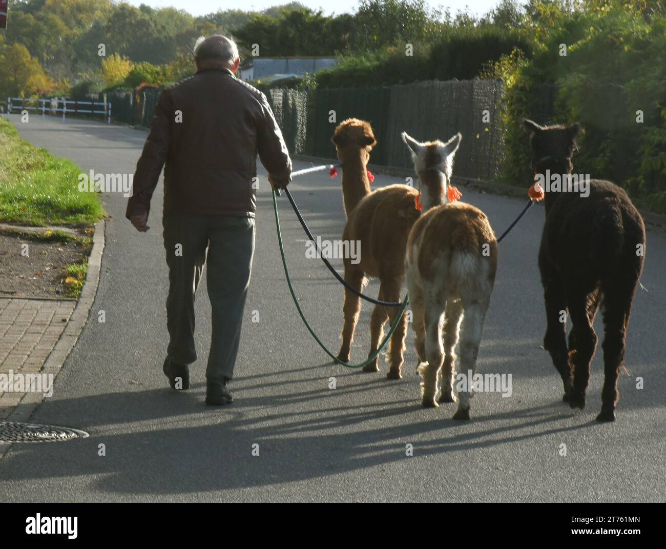 03 November 2023, Saxony, Delitzsch: 82-year-old Bernd Düsel takes the ...
