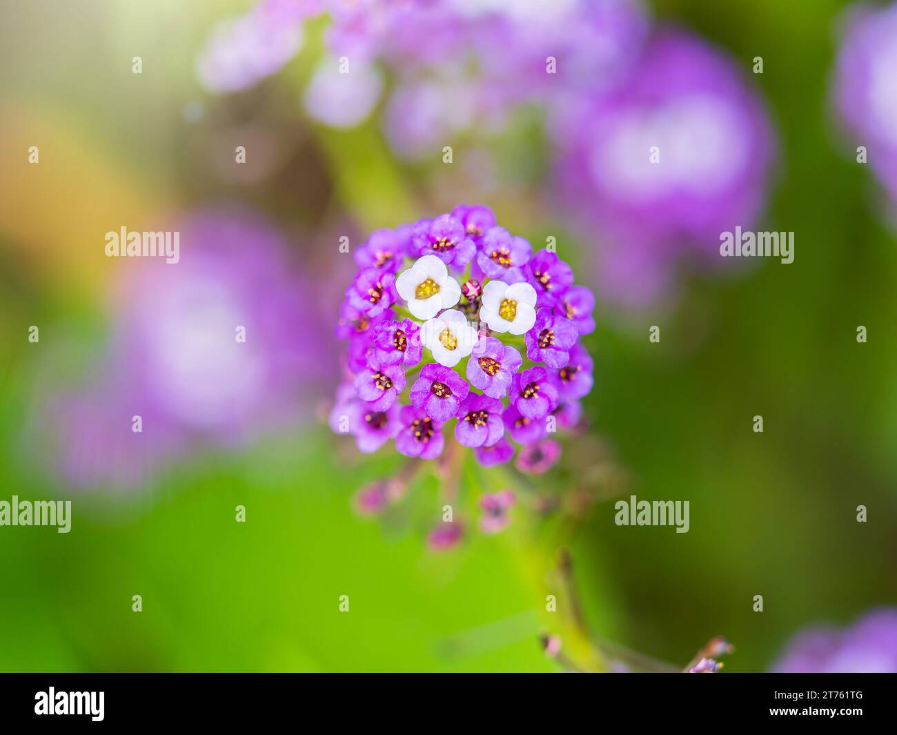 Verbena bonariensis flowers, Argentinian Vervain or Purpletop Vervain ...