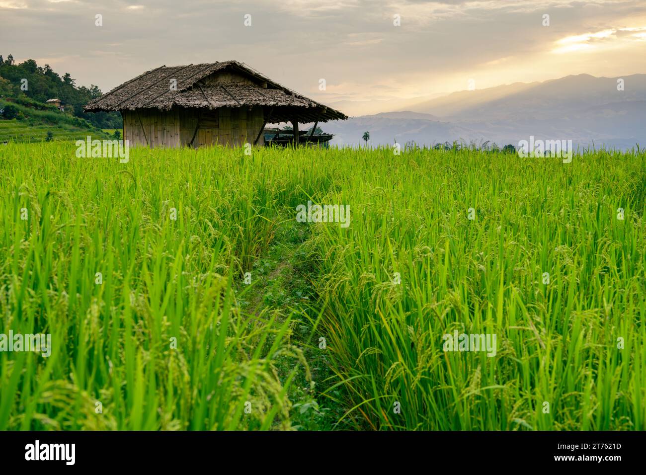 Landscape of green rice terraces amidst mountain agriculture. Travel ...