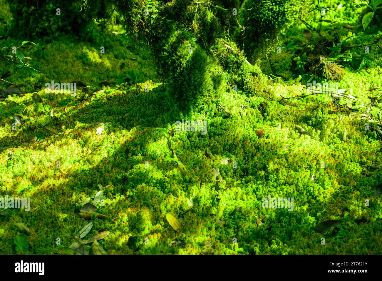 Sunlit Sphagnum moss in swamp forest. Nature landscape. Green peat moss ...