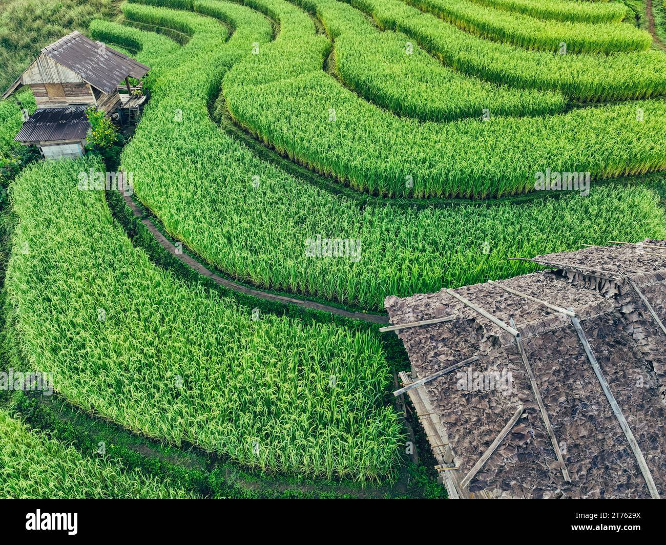 Landscape of green rice terraces amidst mountain agriculture. Travel ...