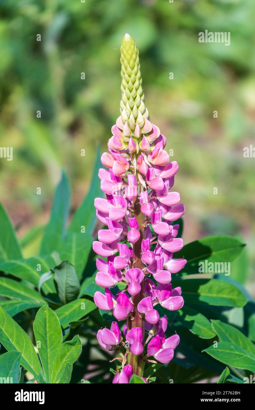 Lupins, lupin plant, lupinus, with pink flowers growing in a back ...